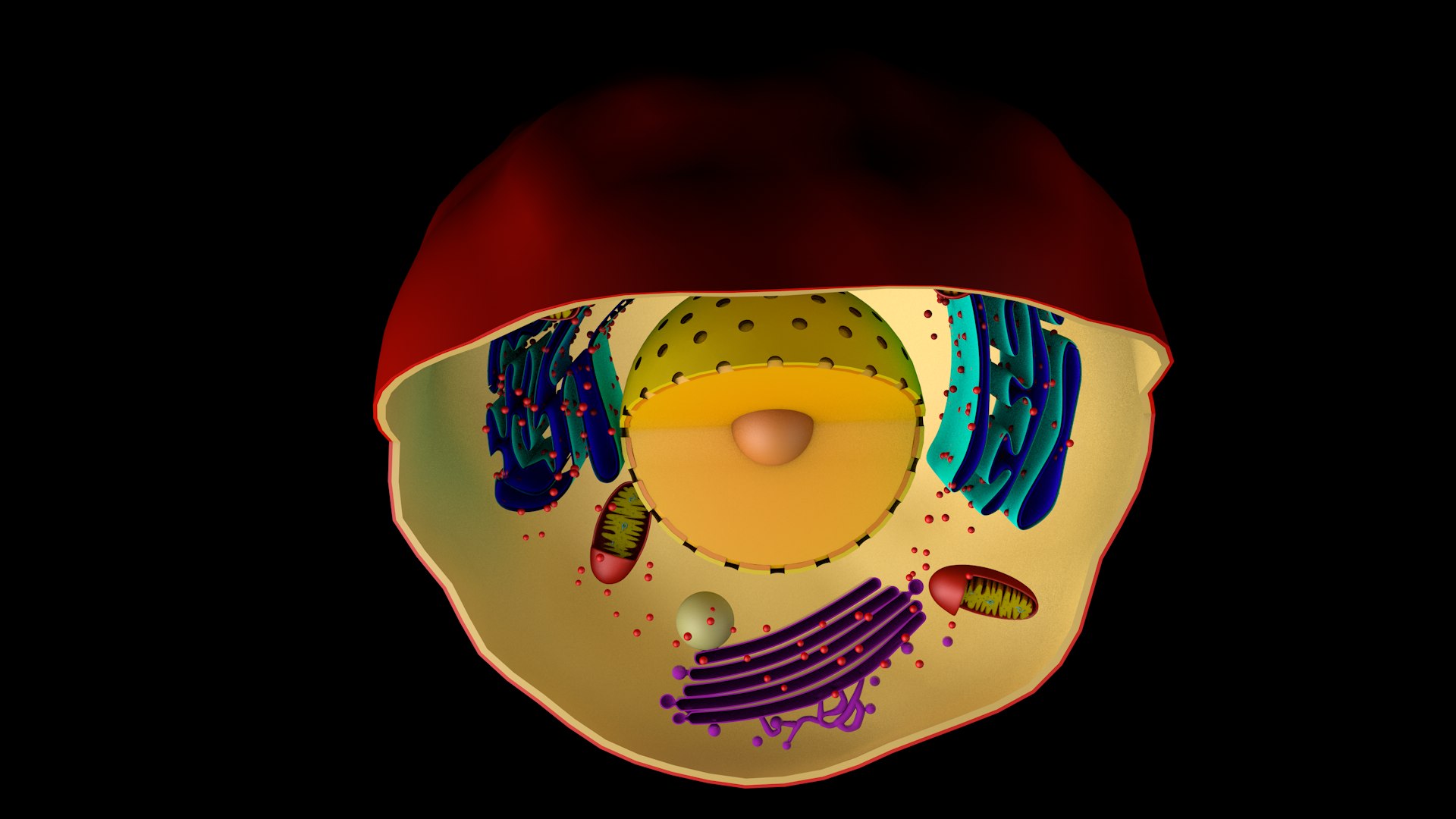 3D Human Cell Animal Cell Model - TurboSquid 1921774