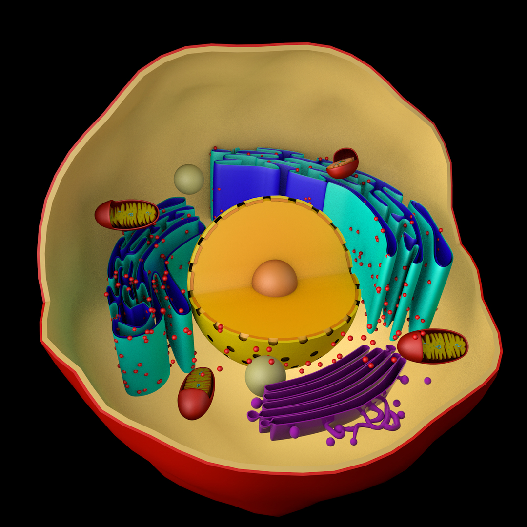 modèle 3D de Cellule humaine Cellule animale - TurboSquid 1921774