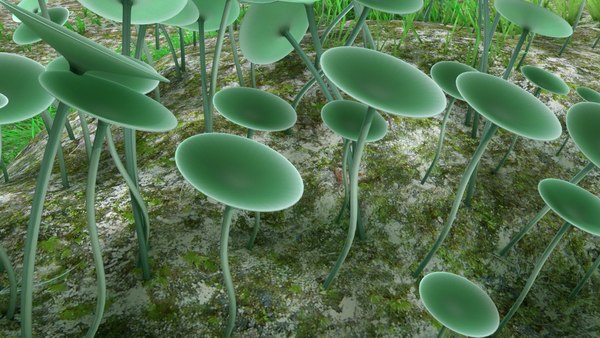 3d model acetabularia algae waters