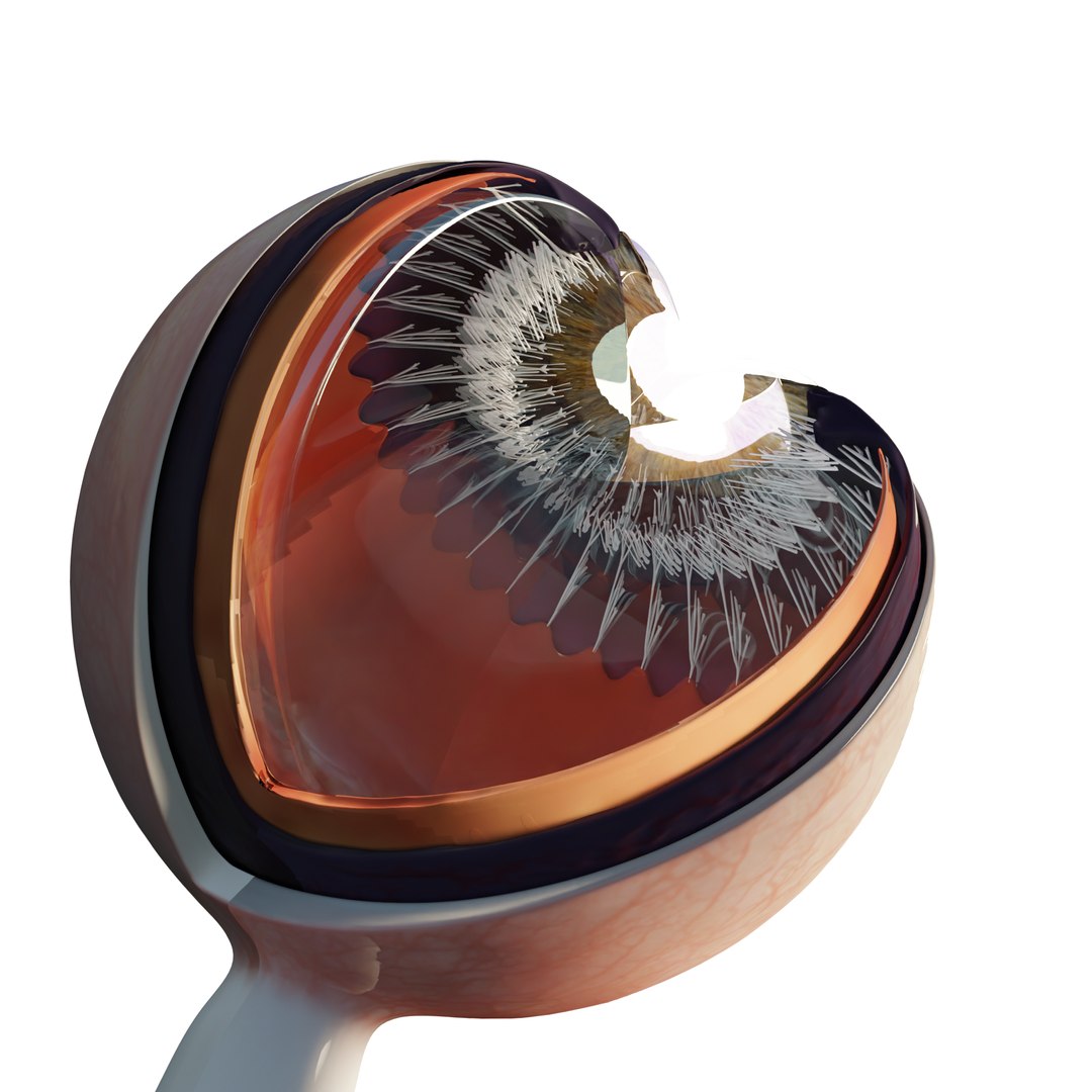 Sectioned Eye Anatomy Model 3D - TurboSquid 2166640