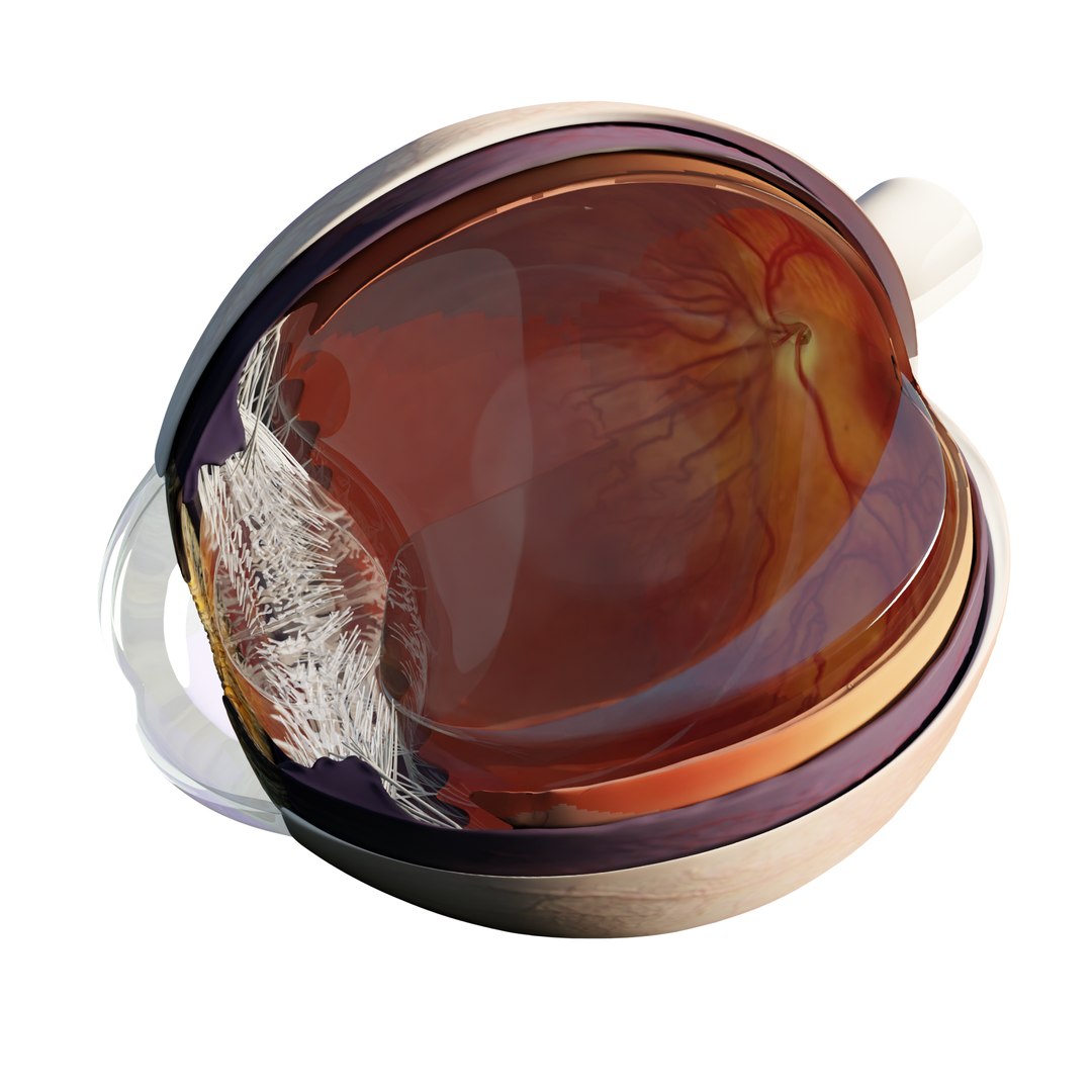 Sectioned Eye Anatomy Model 3D - TurboSquid 2166640
