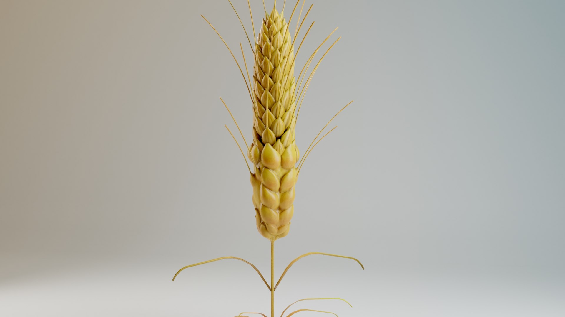 Wheat spikelet 3D model - TurboSquid 1629450