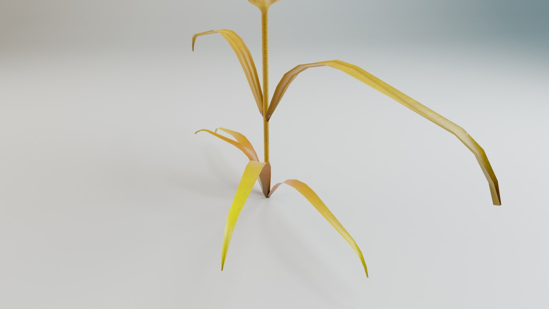 Wheat spikelet 3D model - TurboSquid 1629450