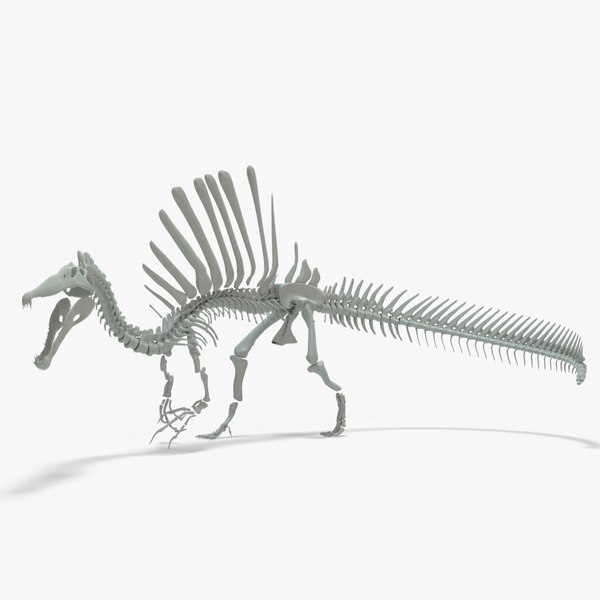 Spinosaurus Rigged Skeleton 3D 모델 - TurboSquid 2068905