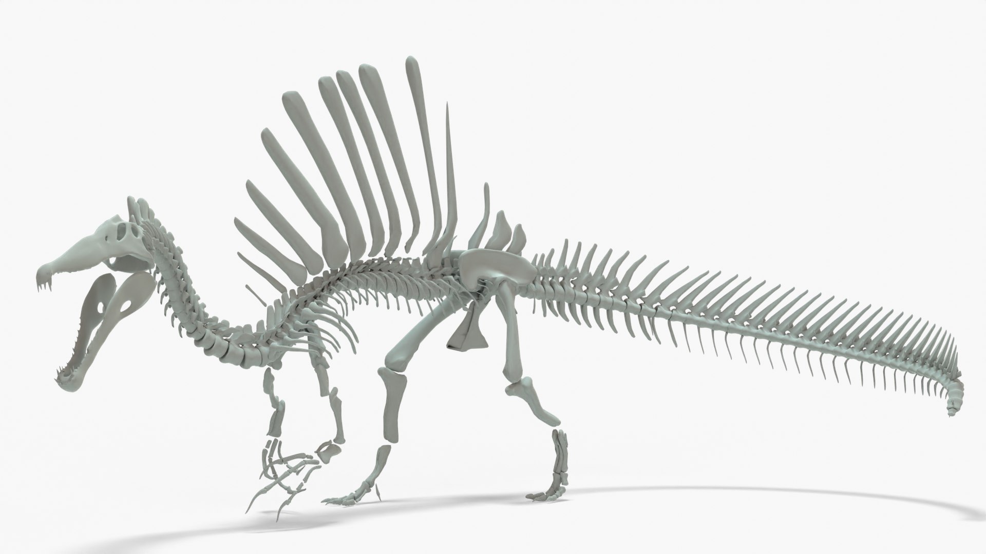 Spinosaurus Rigged Skeleton 3D 모델 - TurboSquid 2068905