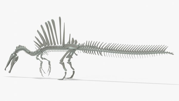 Spinosaurus Rigged Skeleton 3D 모델 - TurboSquid 2068905