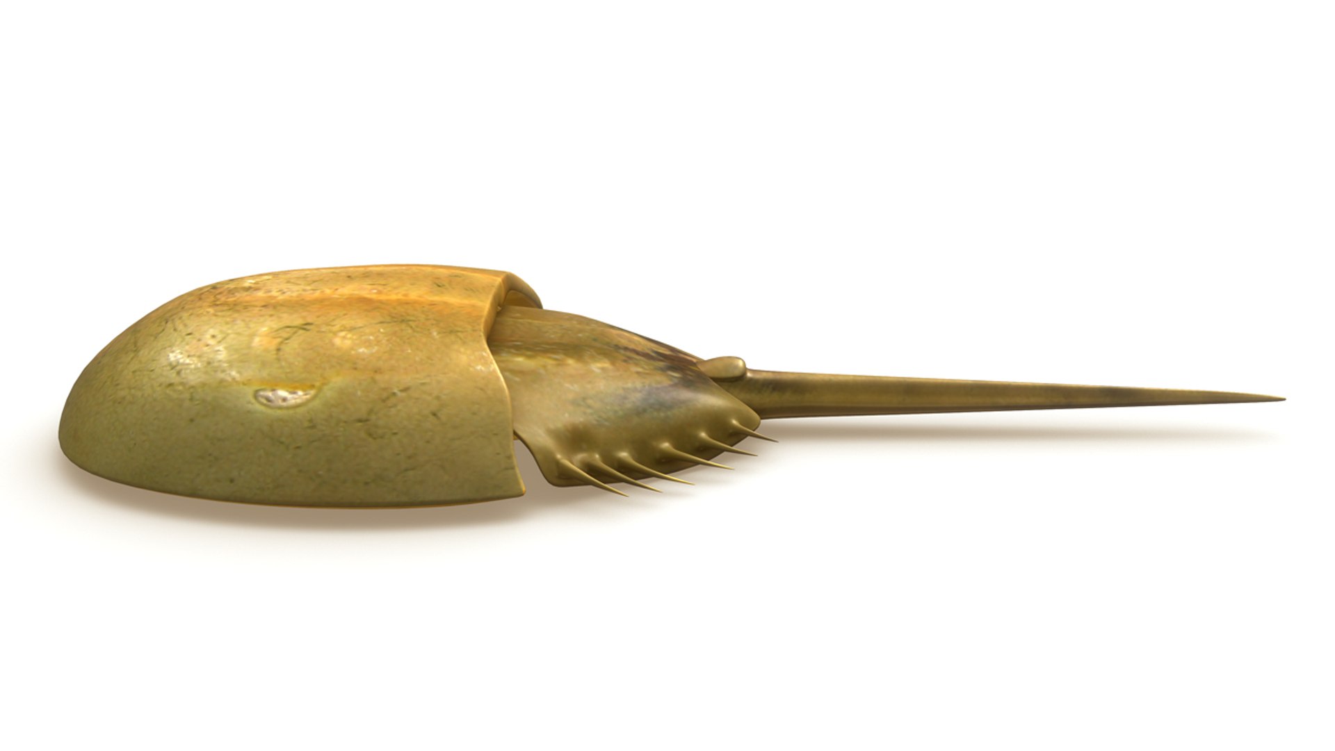 3d obj limulus