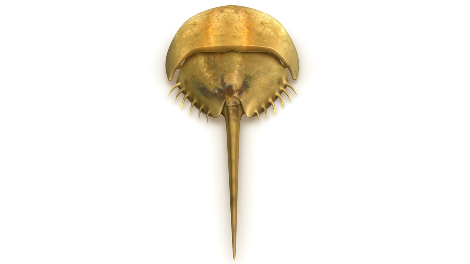 3d obj limulus