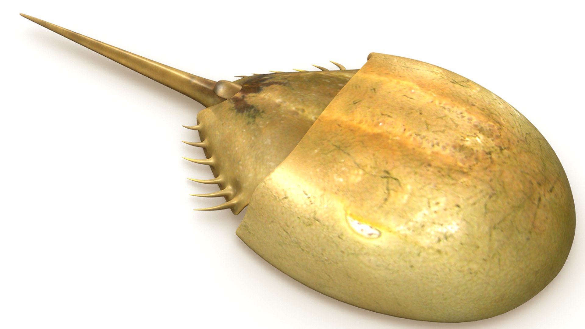 3d obj limulus