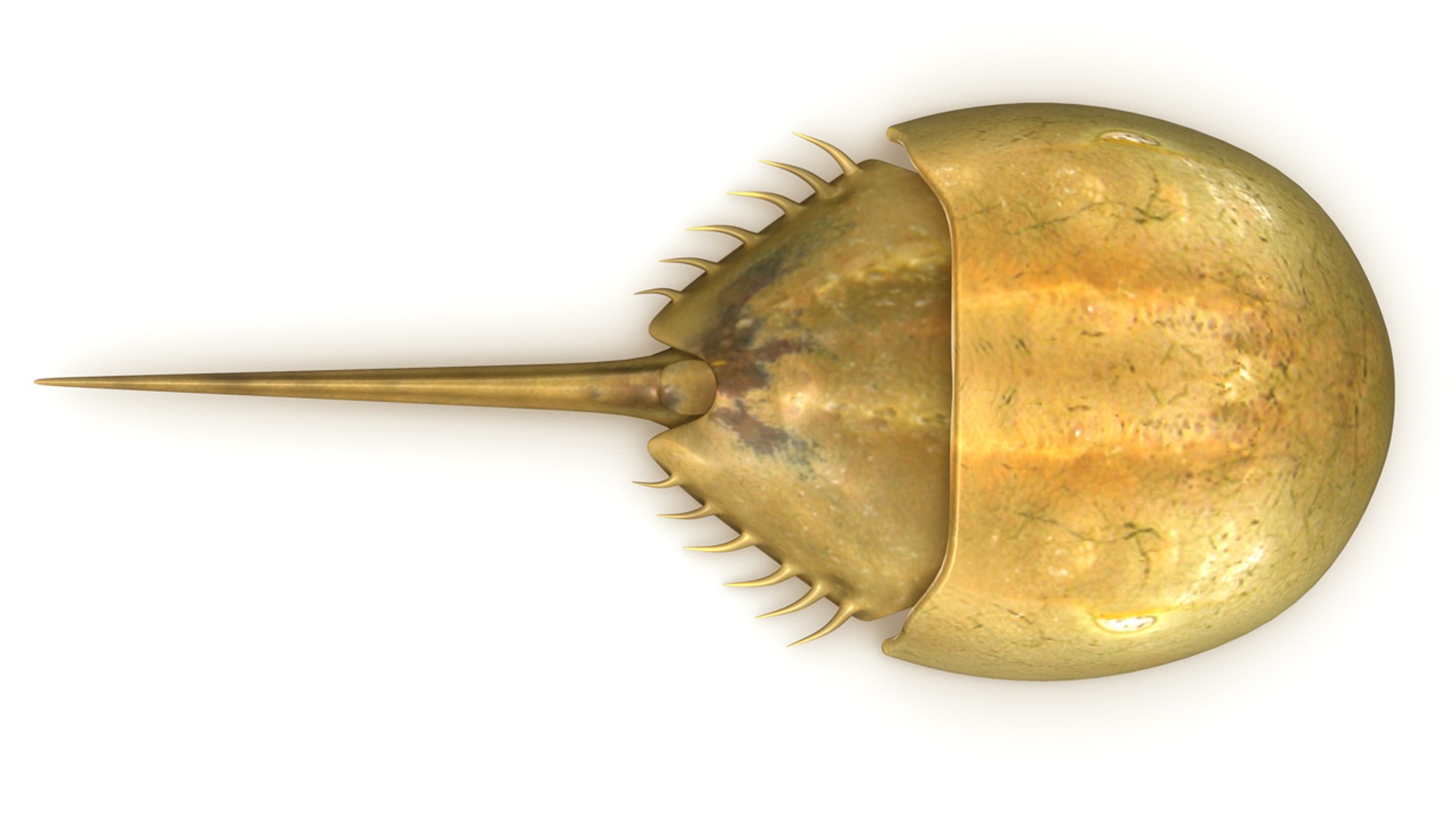 3d obj limulus