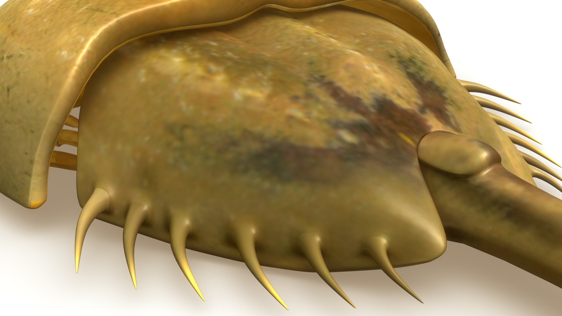 3d obj limulus