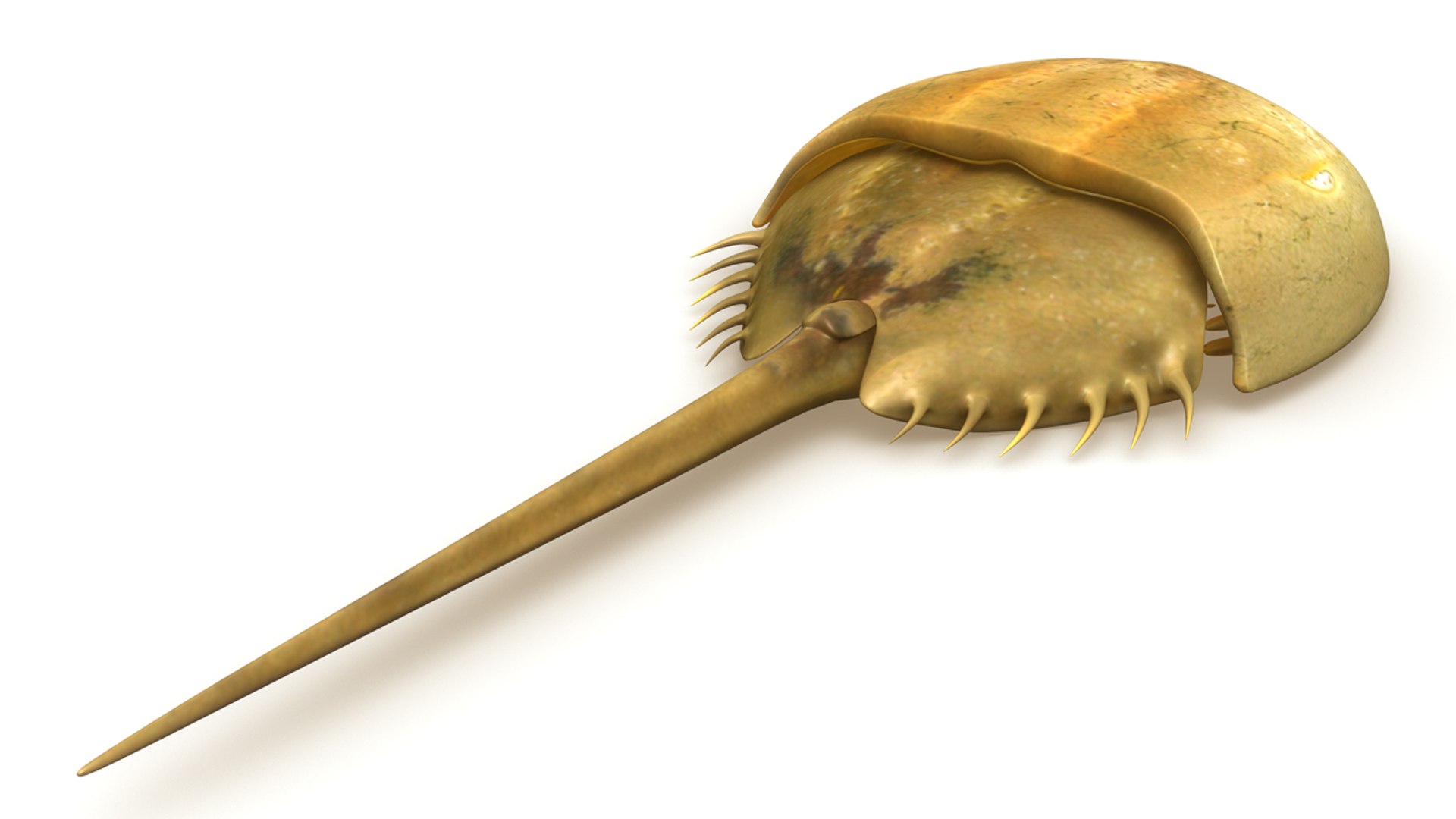3d obj limulus
