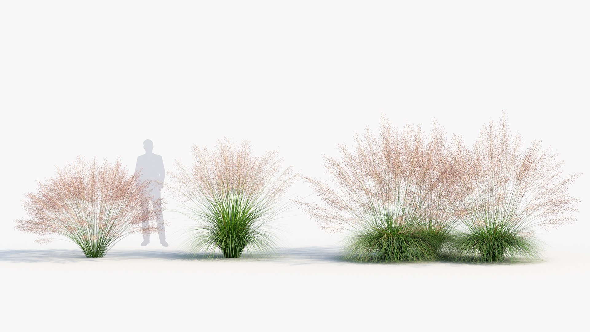 Muhly Grass Muhlenbergia Capillaris 3D Model - TurboSquid 2080765