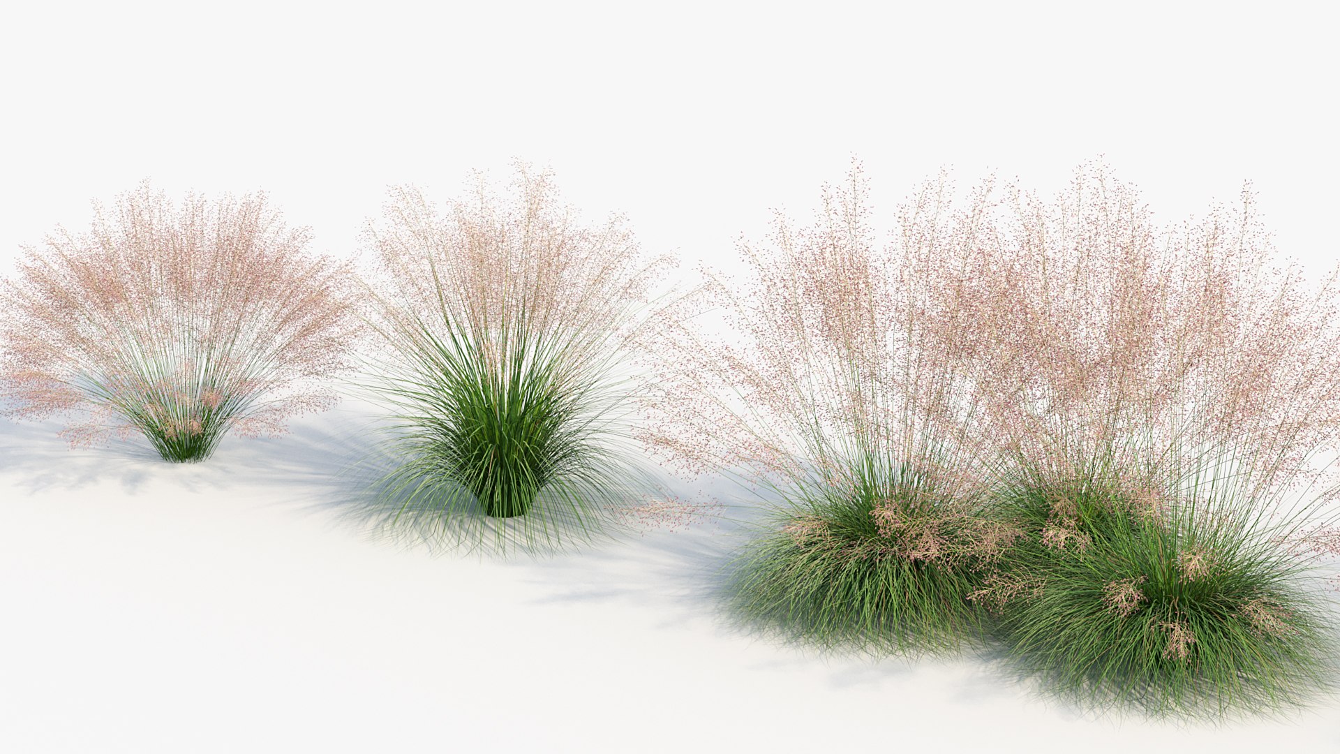 Muhly Grass Muhlenbergia Capillaris 3D Model - TurboSquid 2080765
