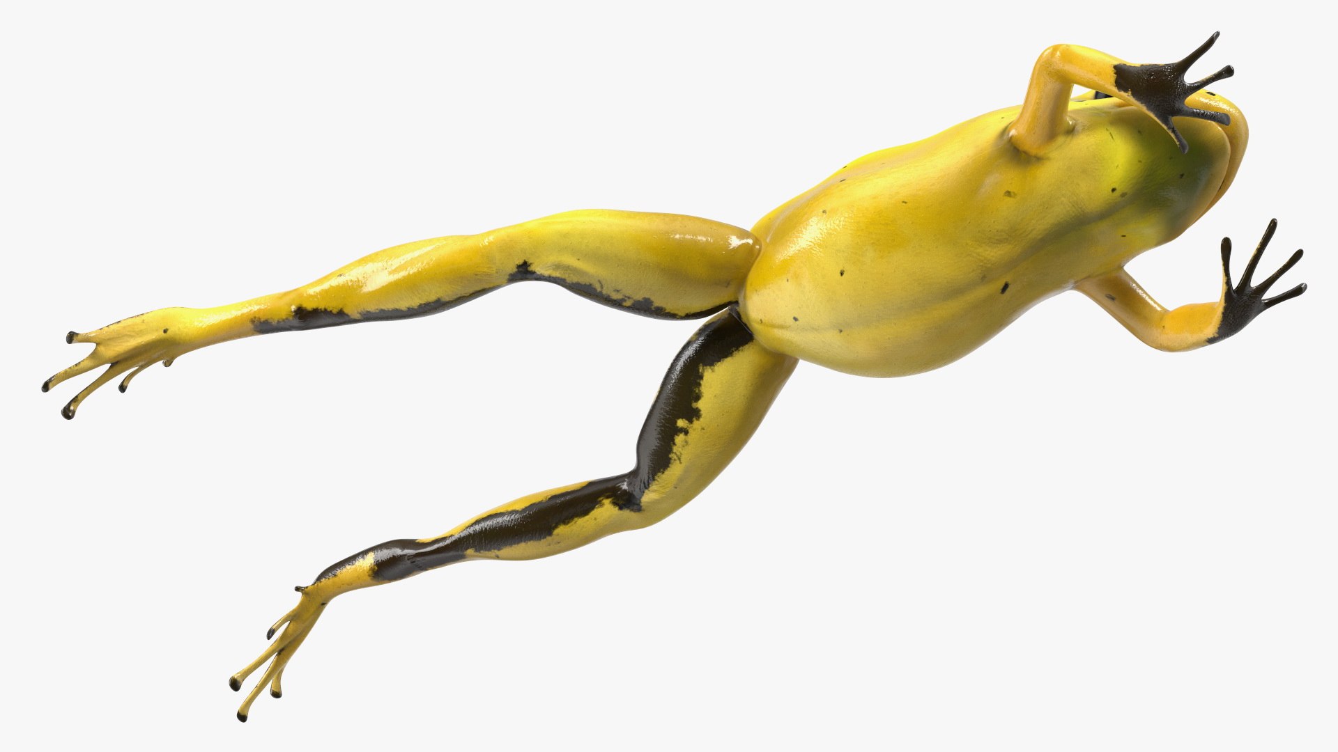 3D Phyllobates Terribilis Yellow Jumping Pose Model - TurboSquid 2187126