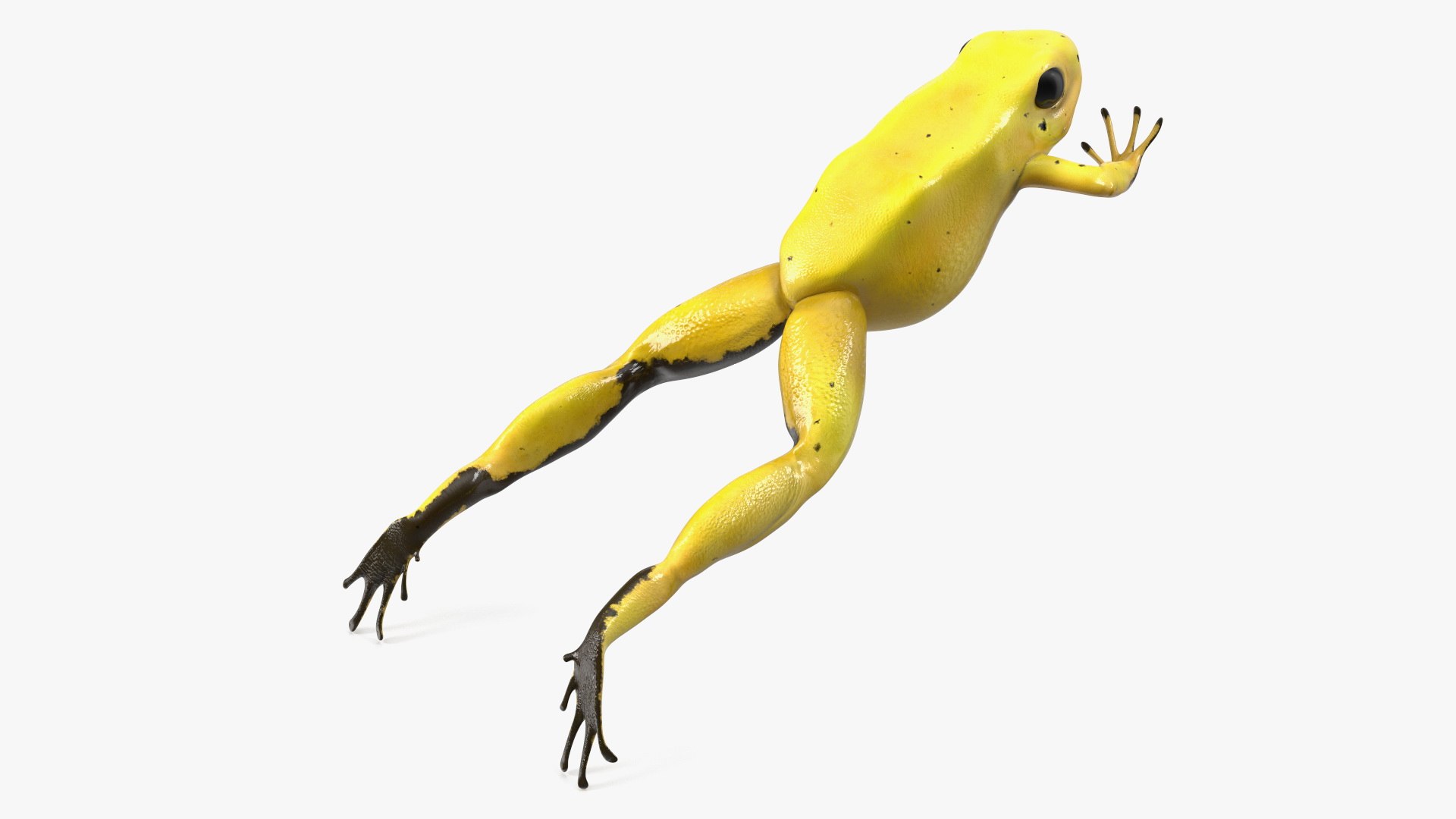 3D Phyllobates Terribilis Yellow Jumping Pose Model - TurboSquid 2187126