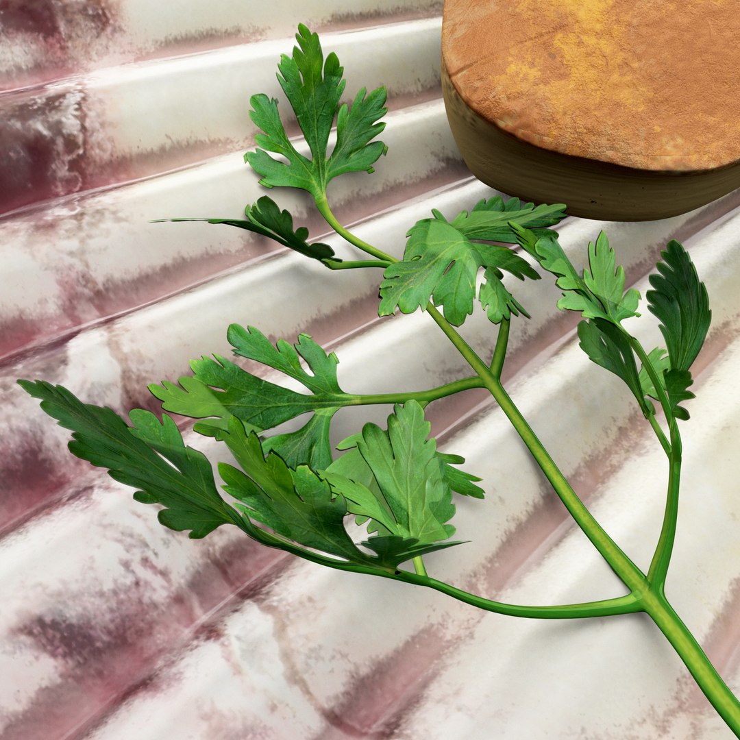 Shell scallop model - TurboSquid 1641341