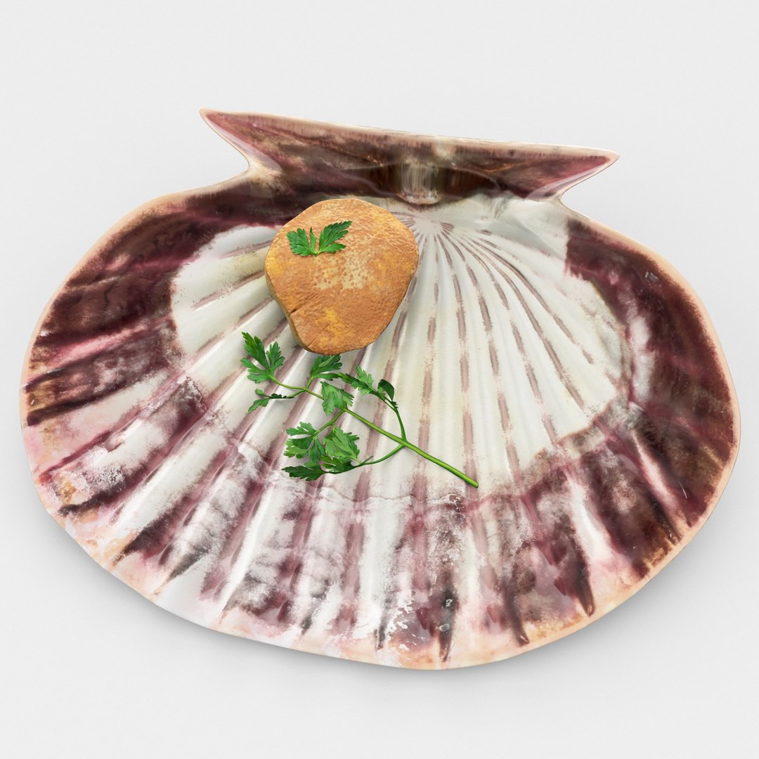 Shell scallop model - TurboSquid 1641341