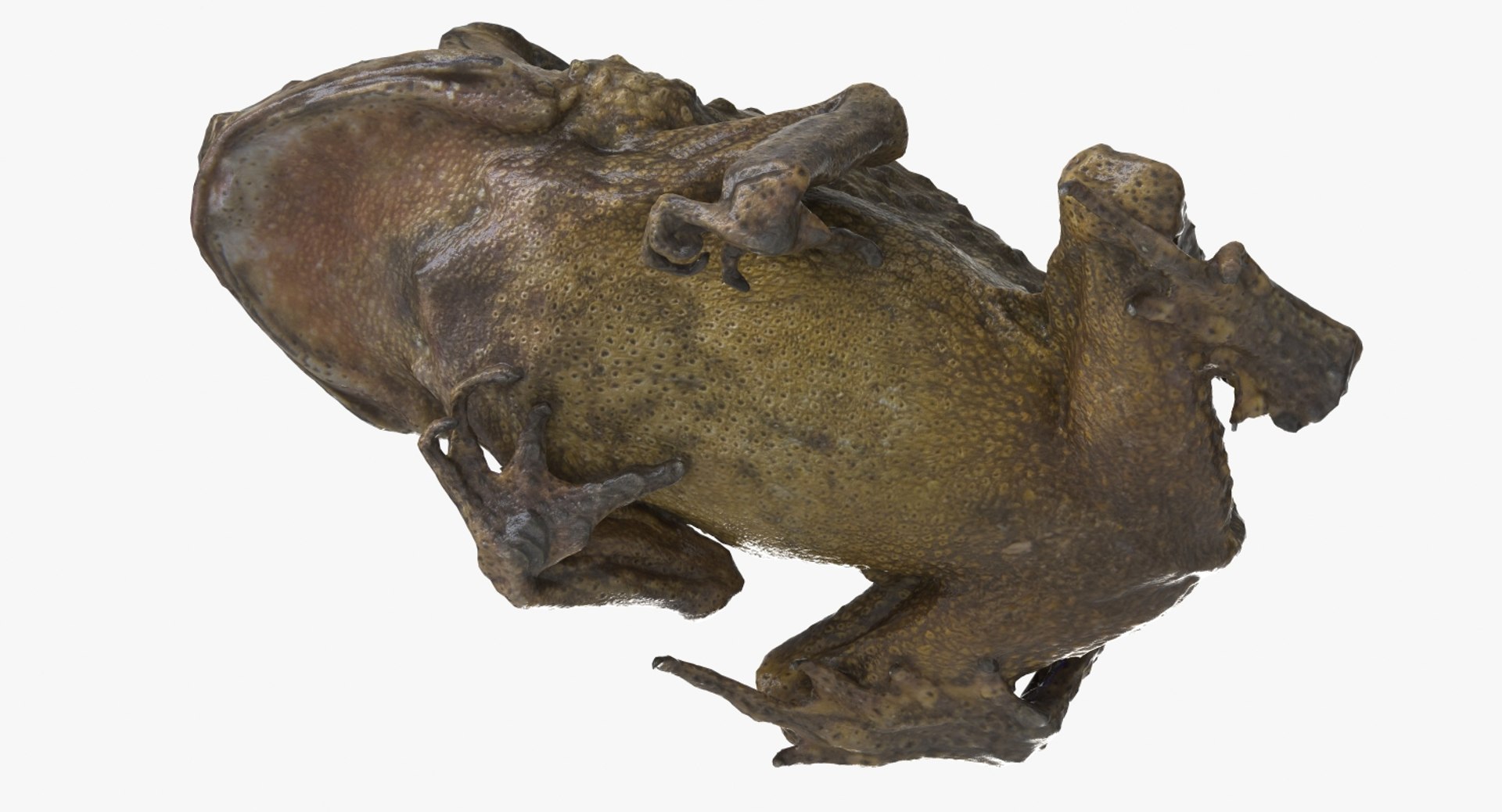 Dead Frog 3d Model