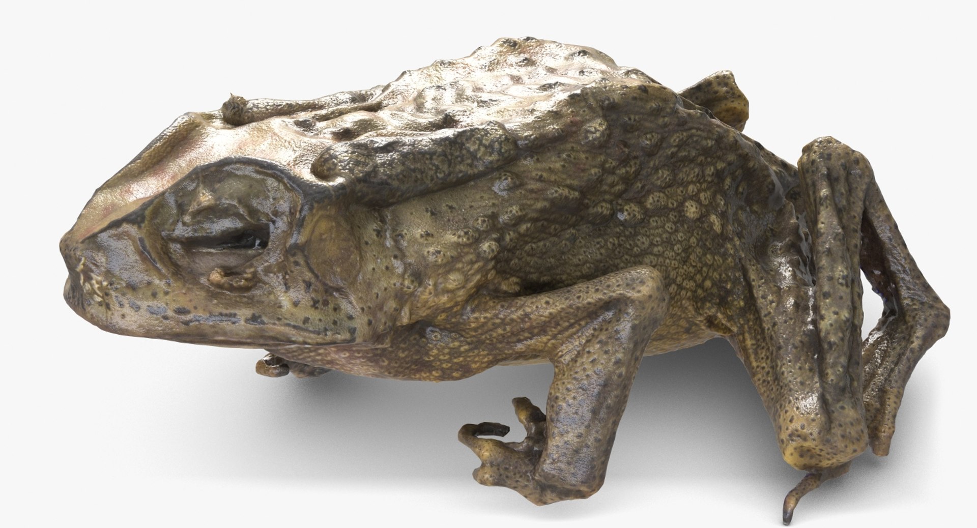 Dead Frog 3d Model