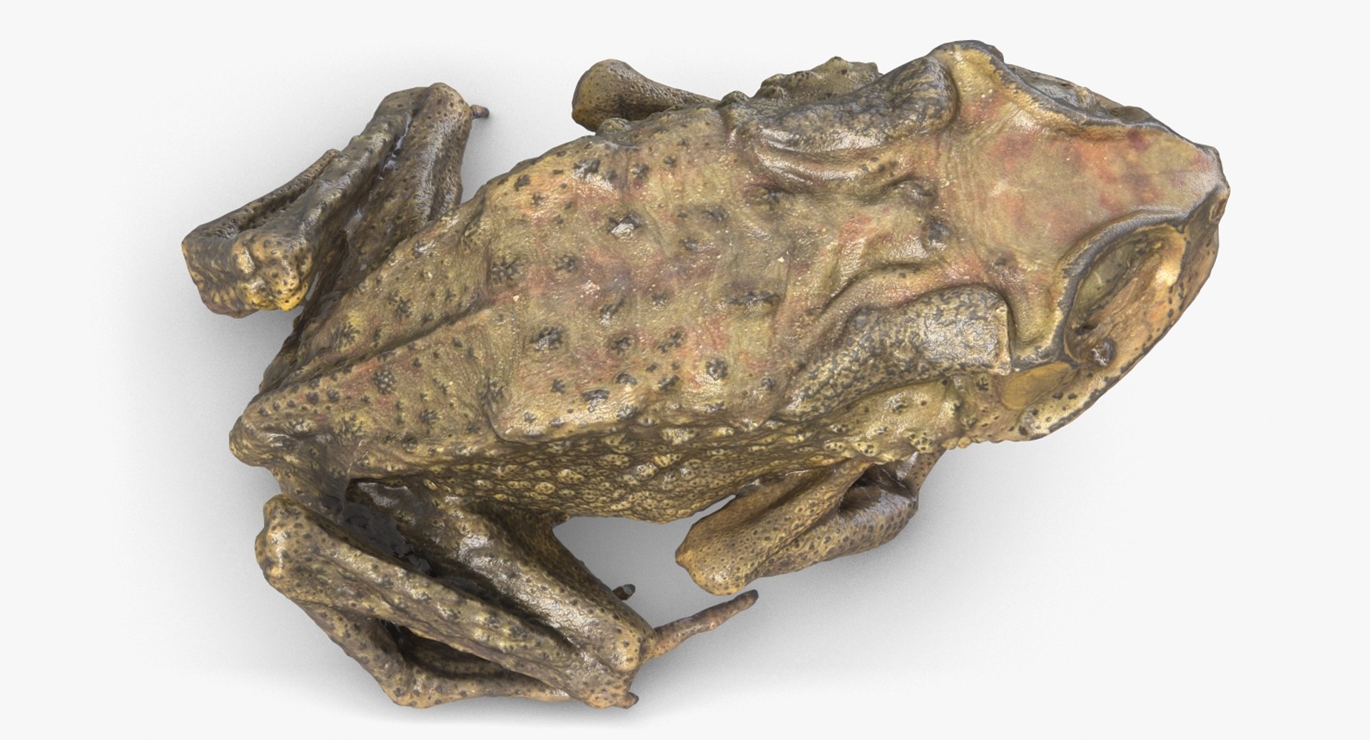 Dead Frog 3d Model