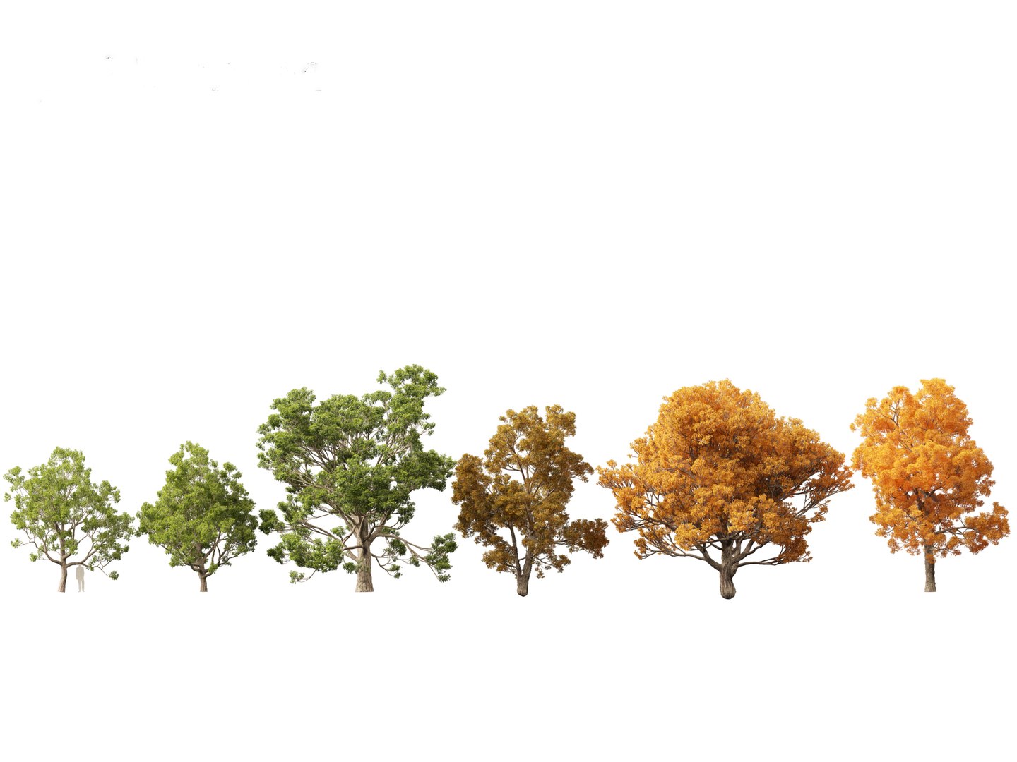 Quercus Faginea - Portuguese Oak 3D Model - TurboSquid 2117445