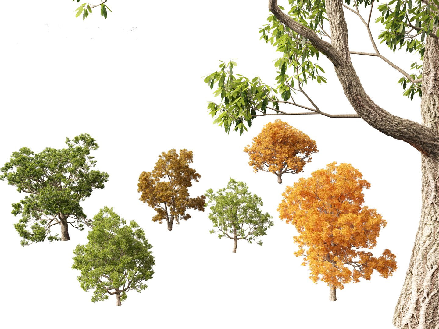 Quercus Faginea - Portuguese Oak 3D Model - TurboSquid 2117445