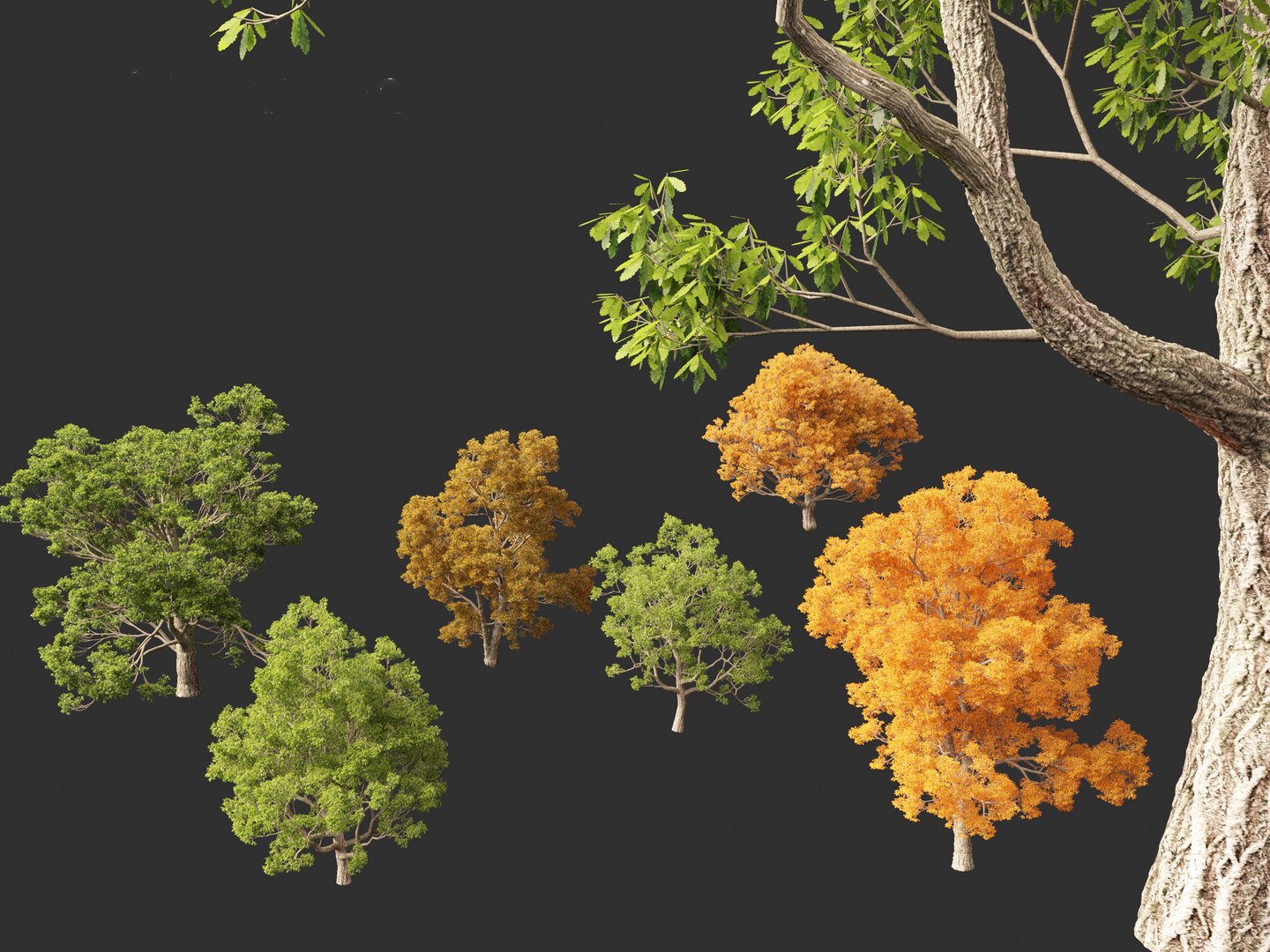 Quercus Faginea - Portuguese Oak 3D Model - TurboSquid 2117445