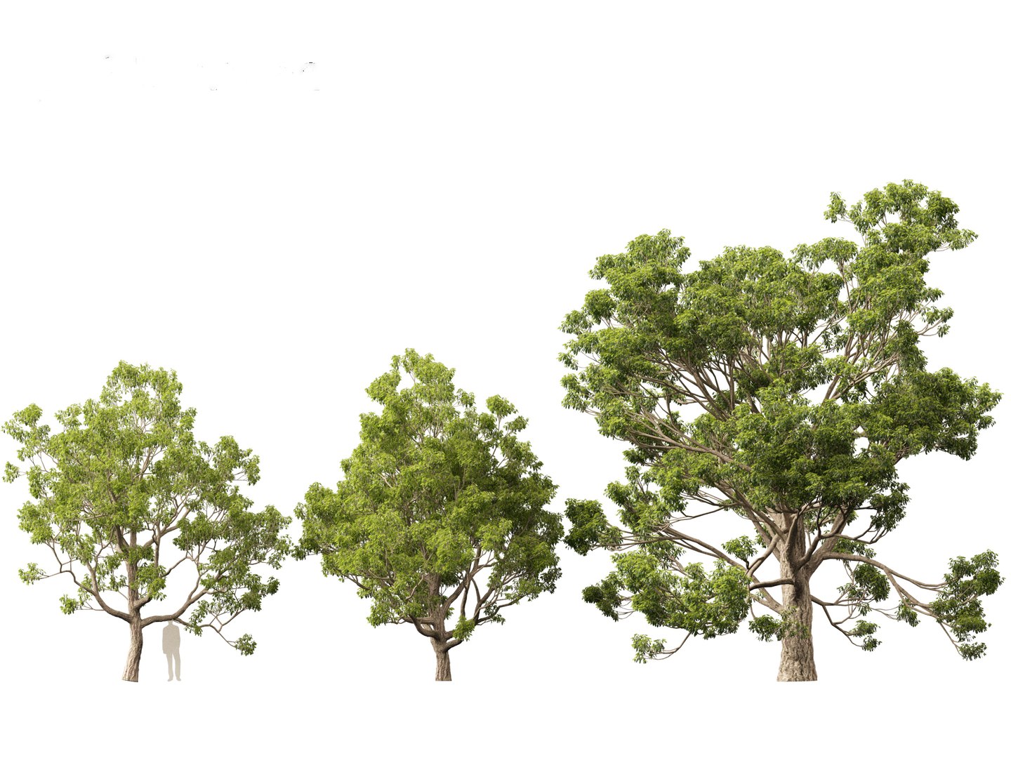 Quercus Faginea - Portuguese Oak 3D Model - TurboSquid 2117445