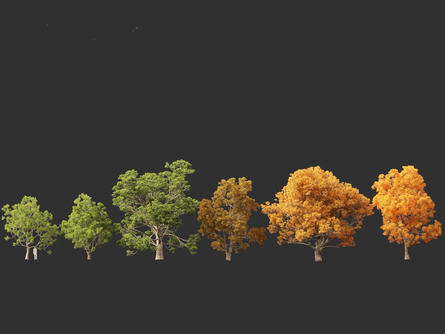 Quercus Faginea - Portuguese Oak 3D Model - TurboSquid 2117445