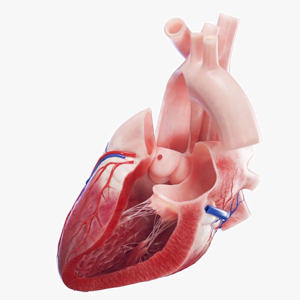 Human Heart 3D Models for Download | TurboSquid