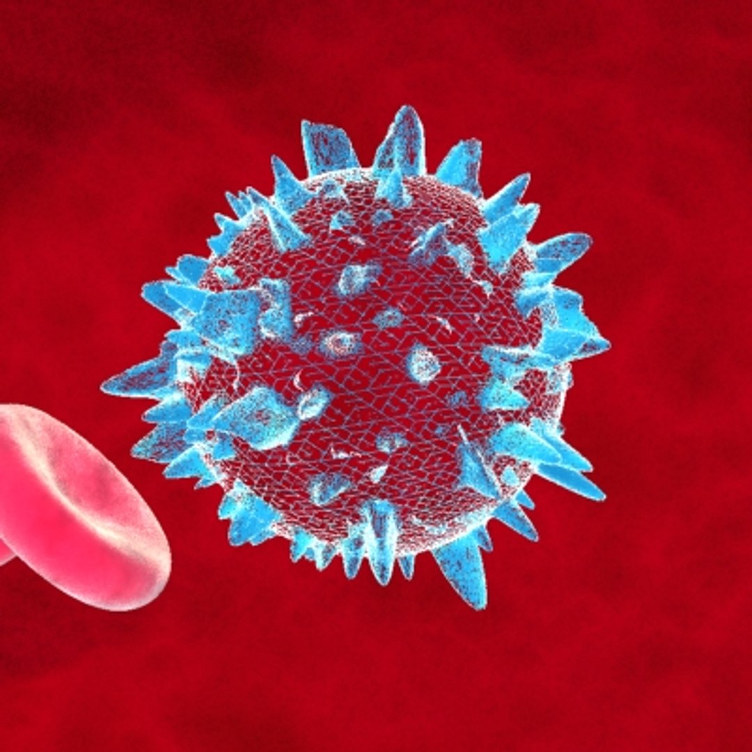 3d blood vessel red cell