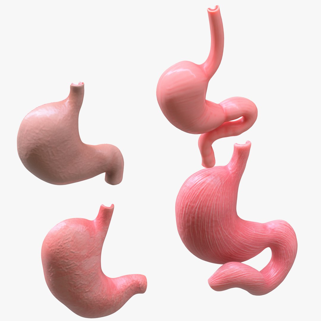3D Model Human Stomach Bundle - TurboSquid 2048985