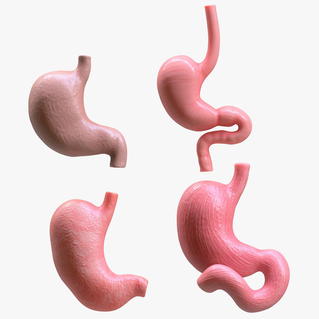 3D Model Human Stomach Bundle - TurboSquid 2048985