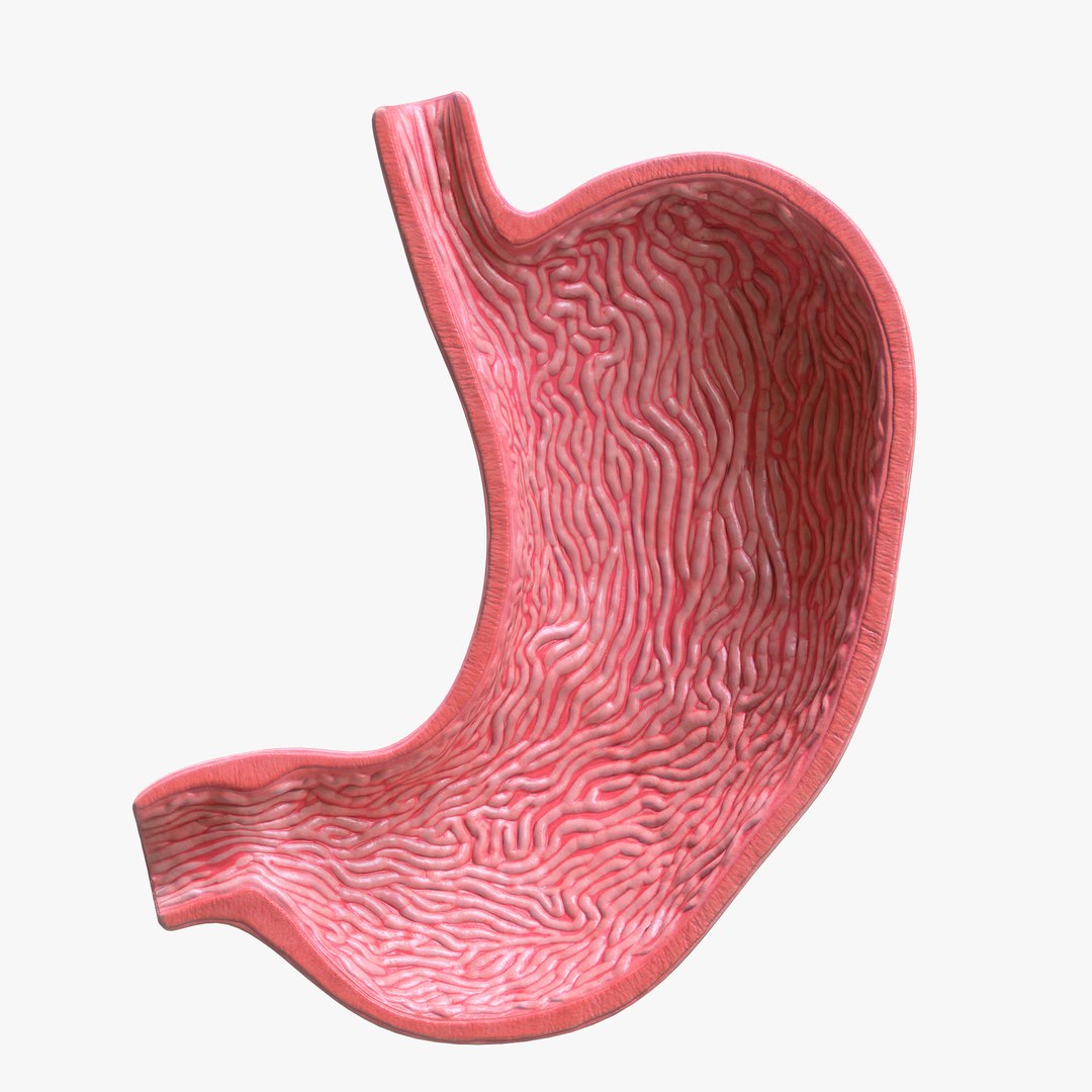 3D Model Human Stomach Bundle - TurboSquid 2048985