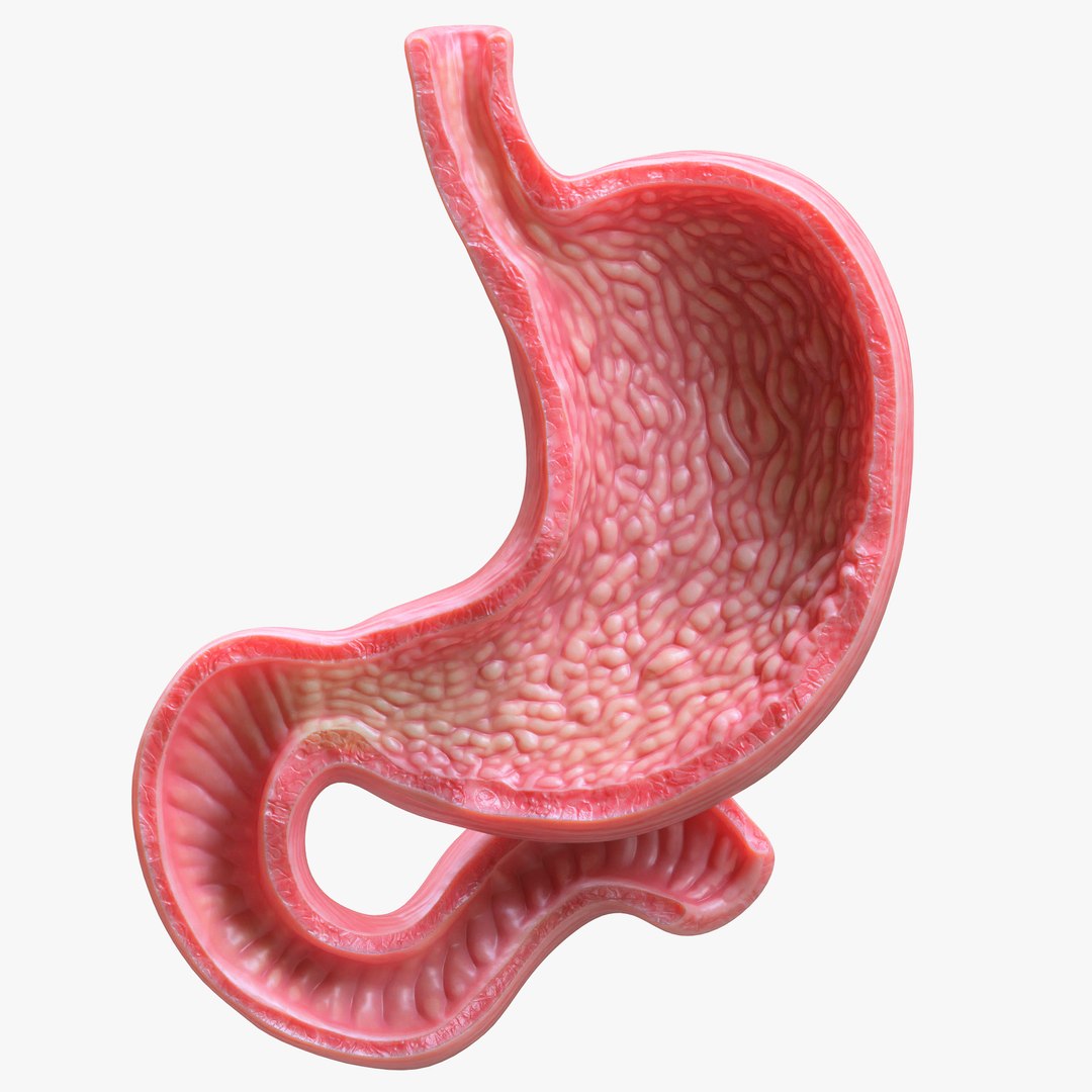 3D Model Human Stomach Bundle - TurboSquid 2048985