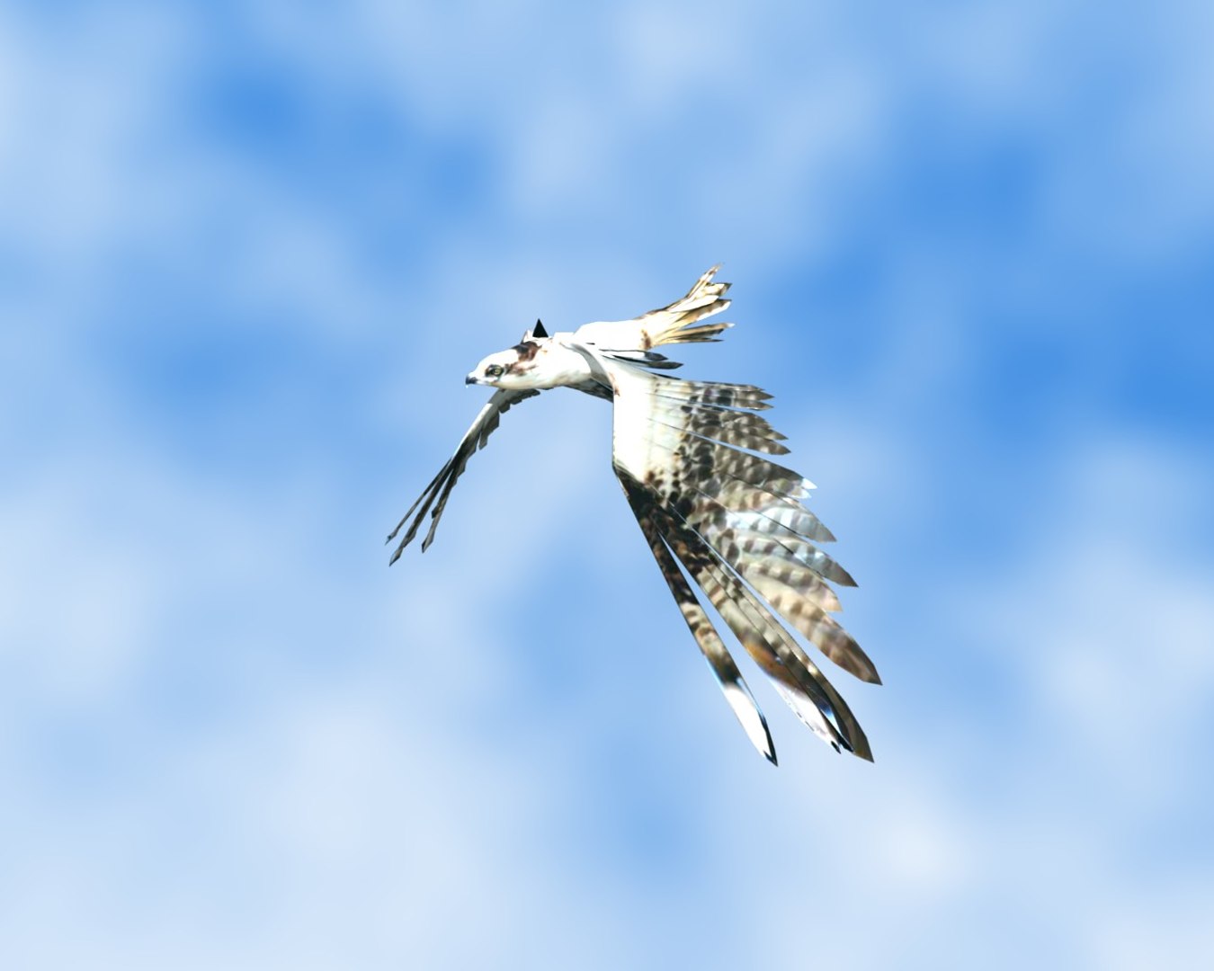 3d Osprey Model