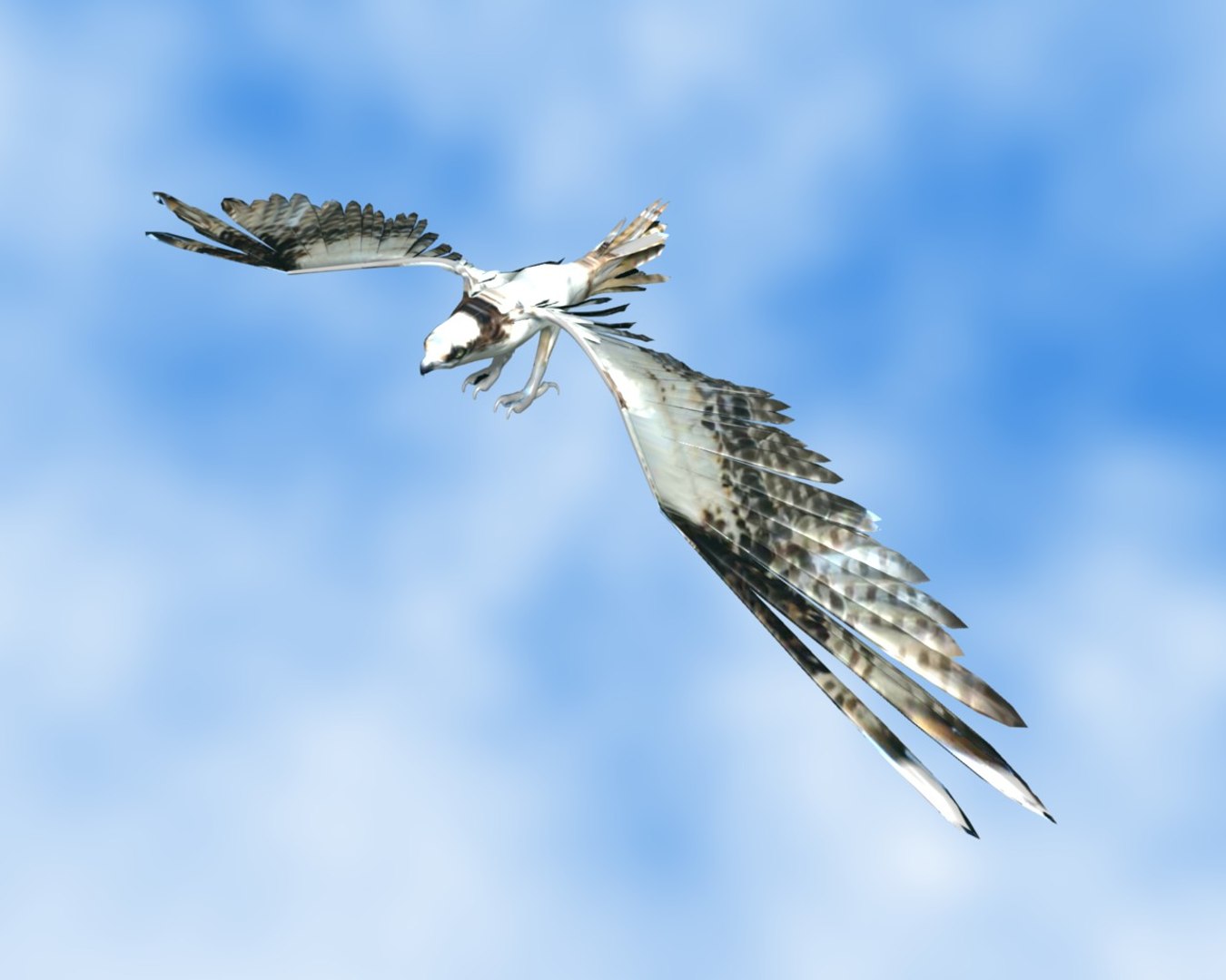 3d Osprey Model