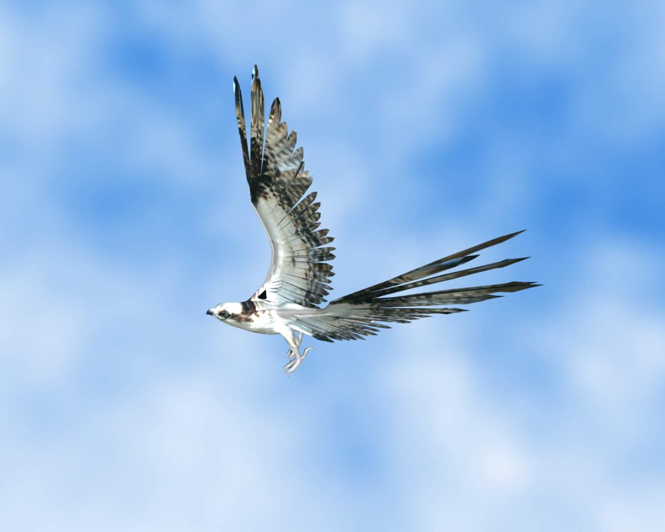 3d Osprey Model