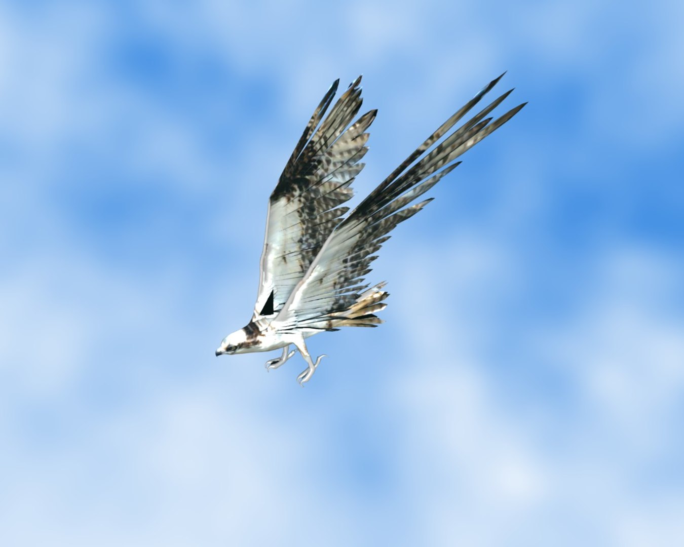 3d Osprey Model