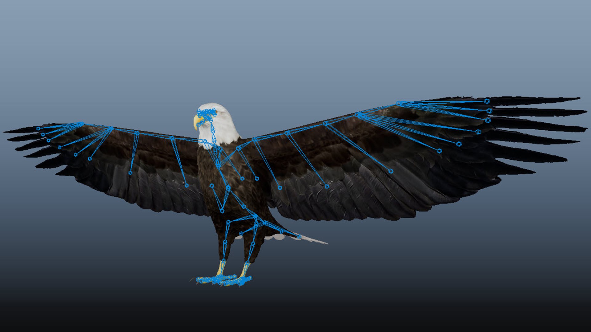 Animated Realistic Bald Eagle 3D Model - TurboSquid 2110698
