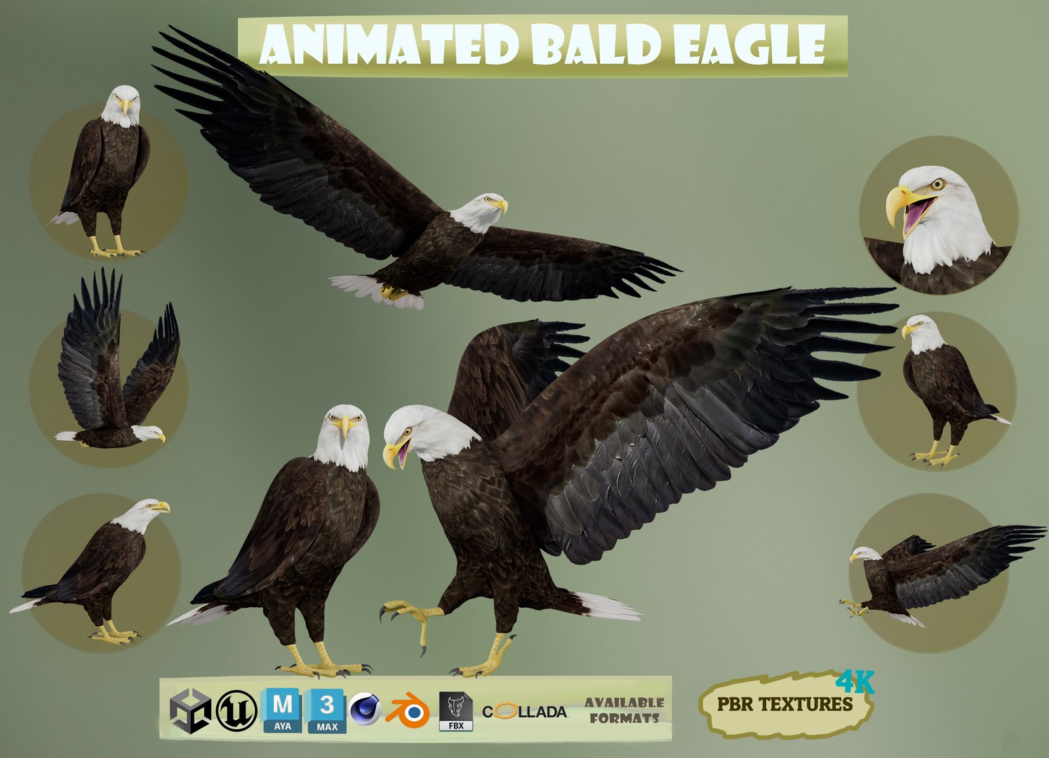 Animated Realistic Bald Eagle 3D model - TurboSquid 2110698