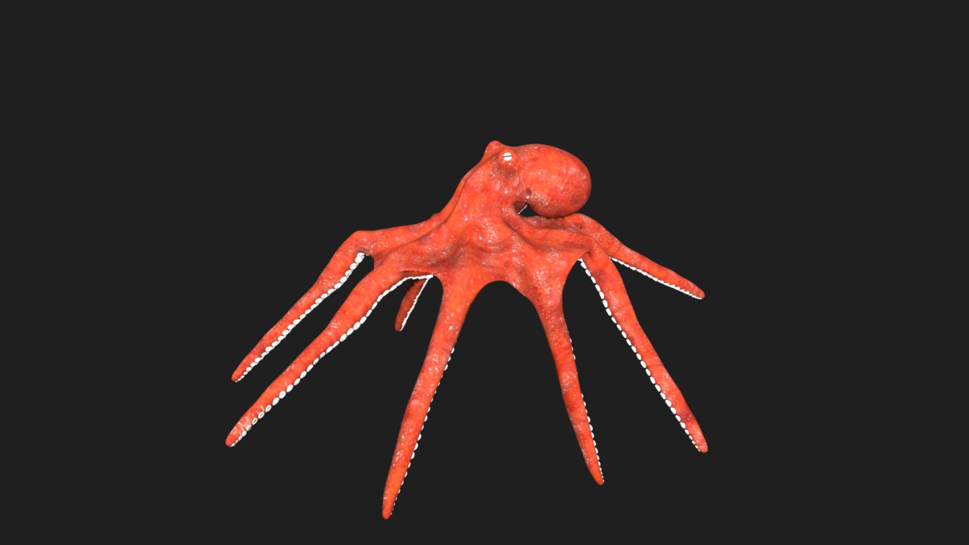 Octopus 3D Model - TurboSquid 1773530