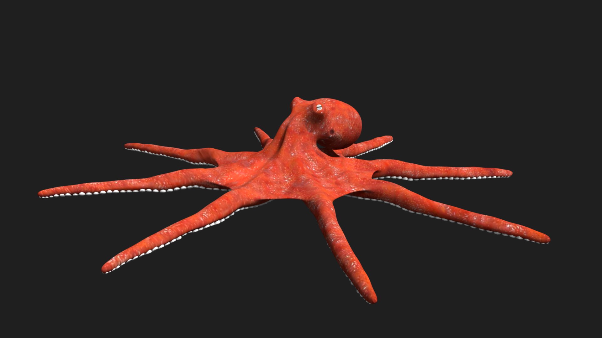 Octopus 3D Model - TurboSquid 1773530