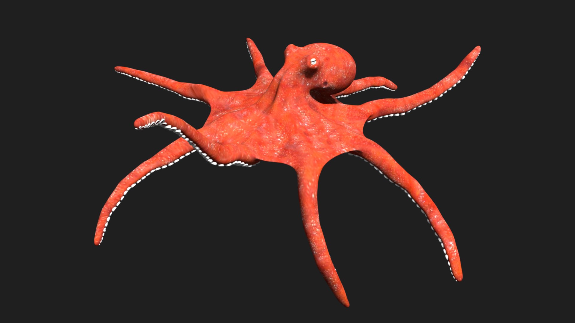 Octopus 3D Model - TurboSquid 1773530