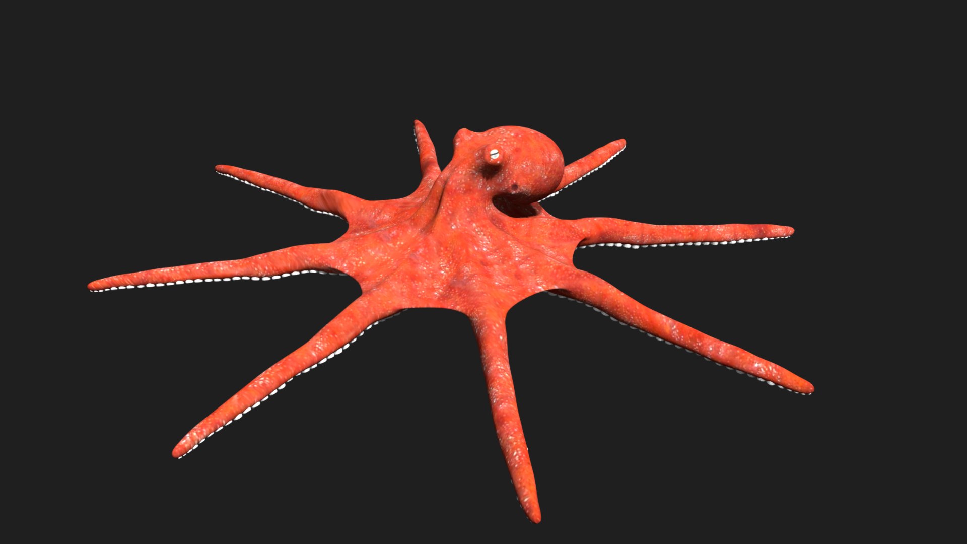 Octopus 3D Model - TurboSquid 1773530