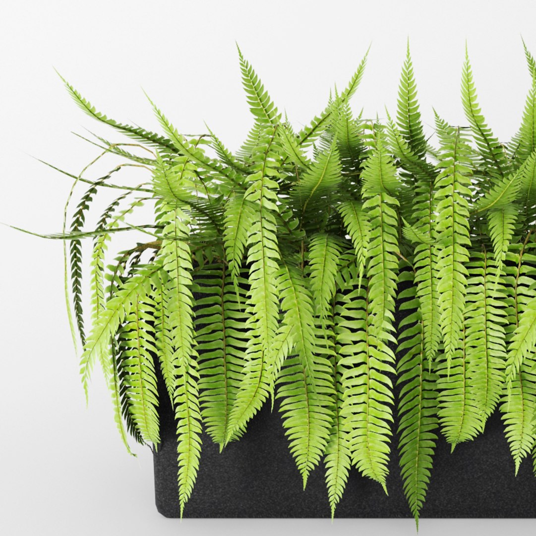 Fern 3d Model