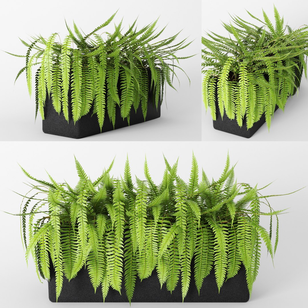 Fern 3d Model