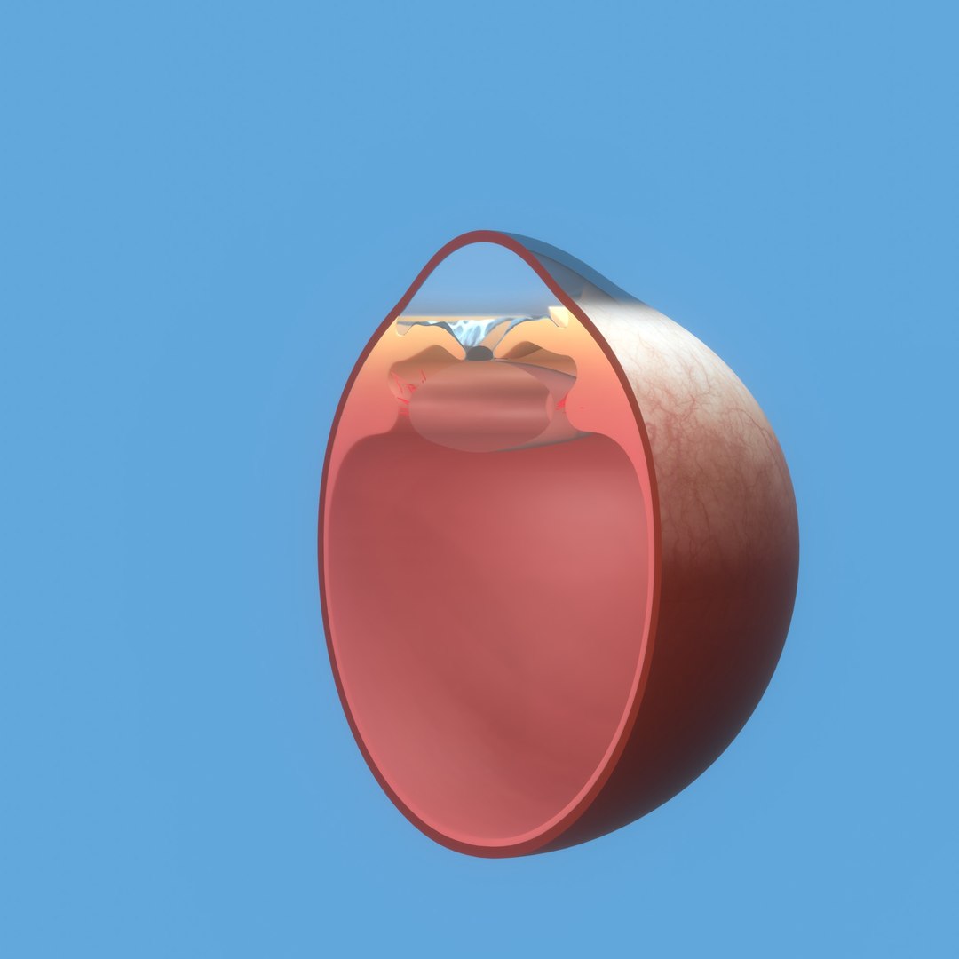 3D Eye Ball Structure Model - TurboSquid 2113899