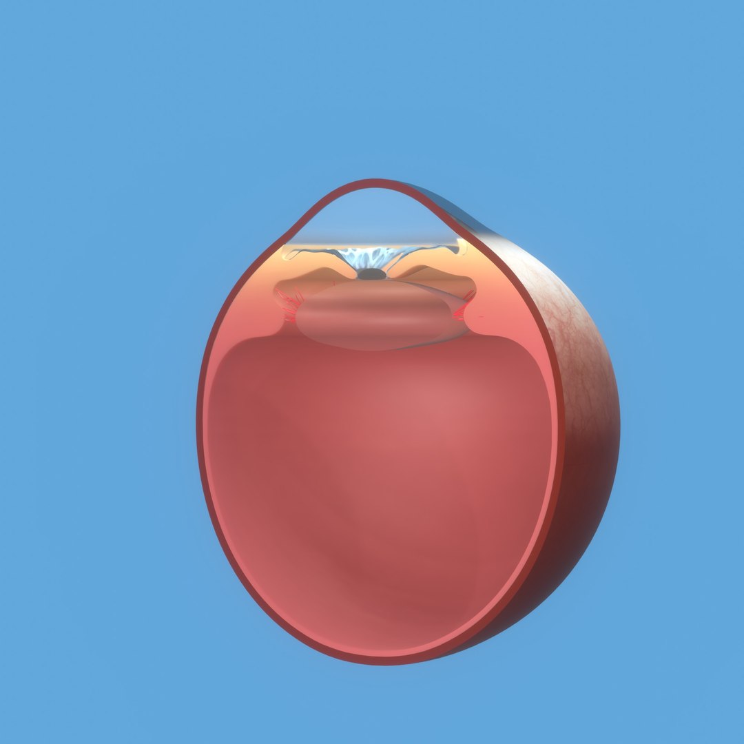 3D Eye Ball Structure Model - TurboSquid 2113899